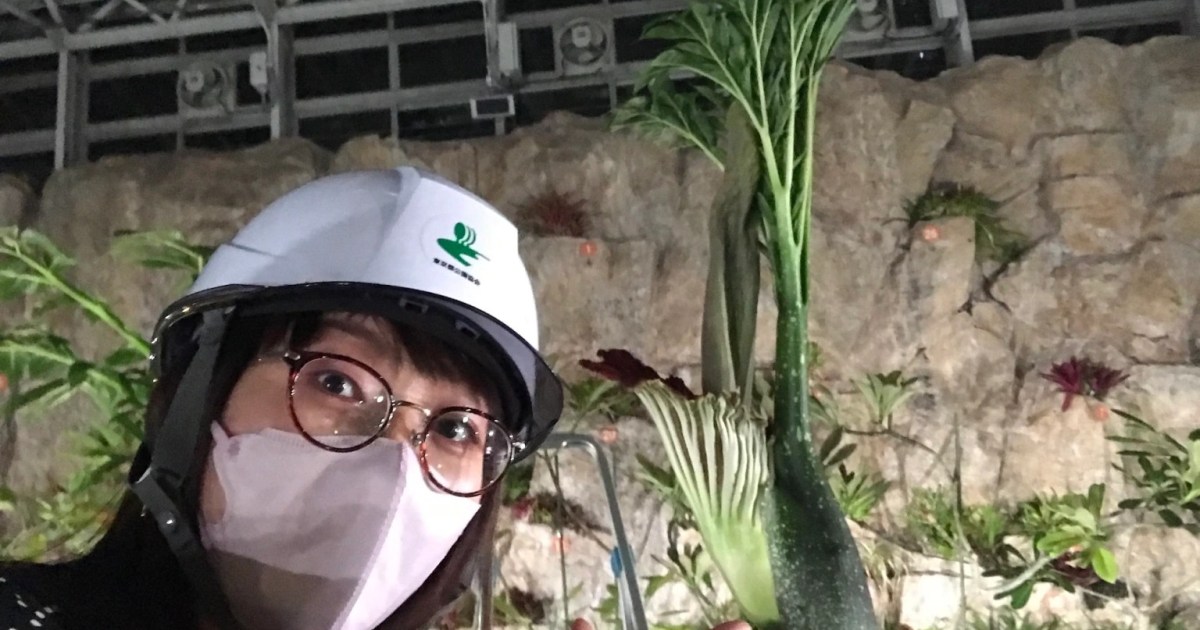 We get a rare whiff of the corpse flower, a.k.a. the world’s stinkiest ...