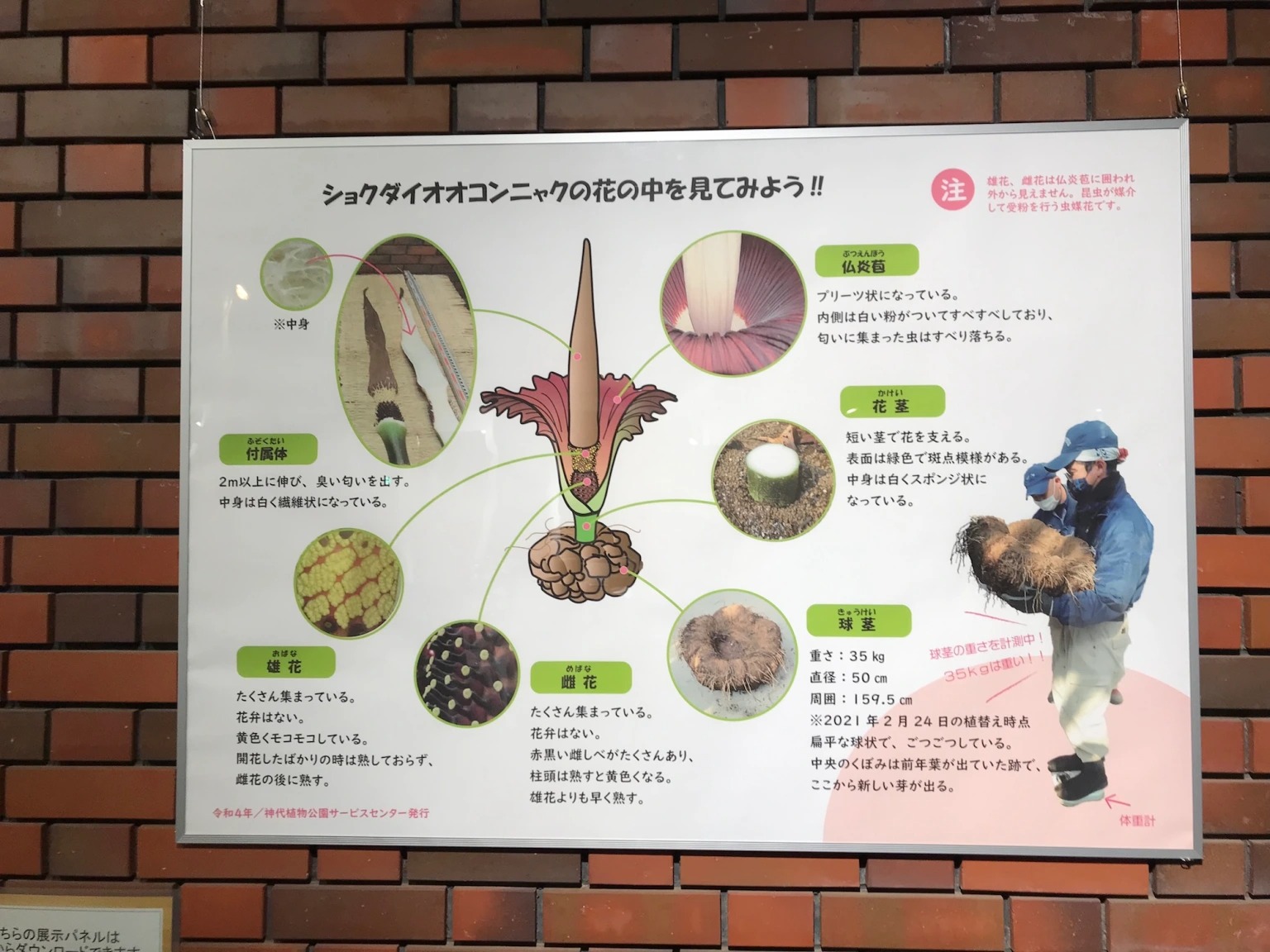 We get a rare whiff of the corpse flower, a.k.a. the world’s stinkiest ...