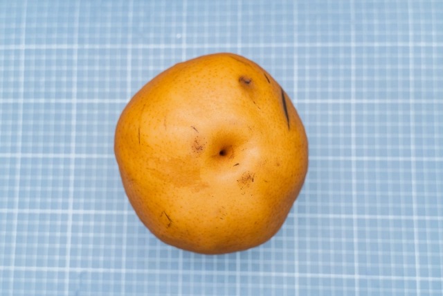 Check out this atago pear from Shimane Prefecture, weighing in at 1.5 ...