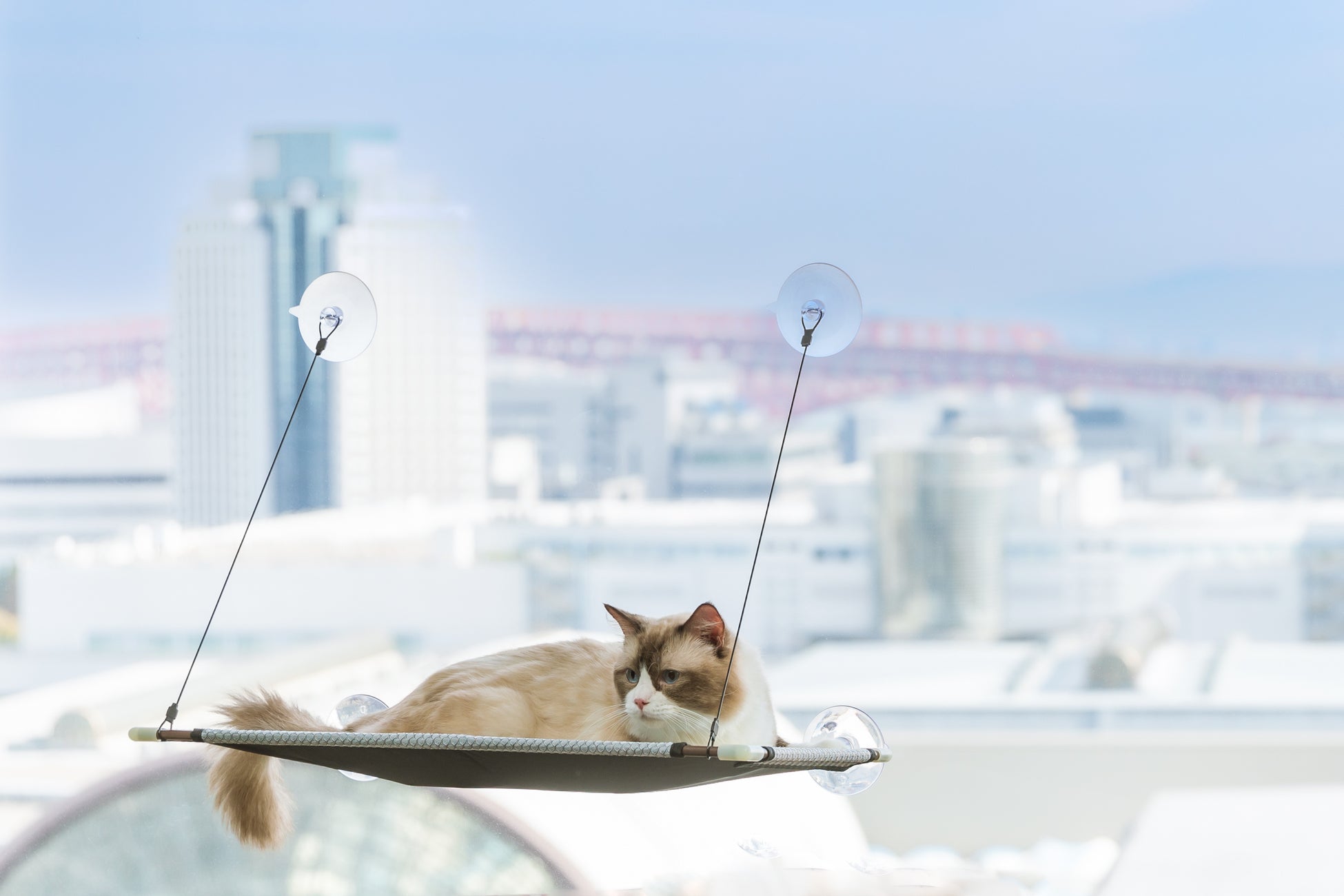 Hyatt Regency Osaka will soon offer cat-friendly hotel rooms for you ...