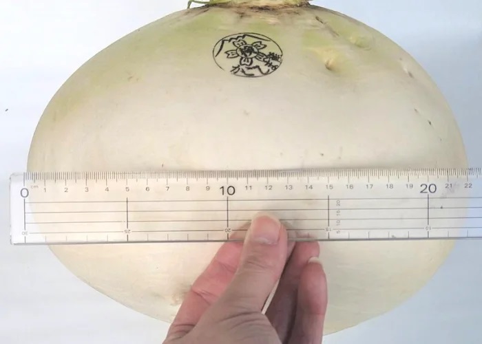 World’s largest type of daikon radish can now be ordered online in ...