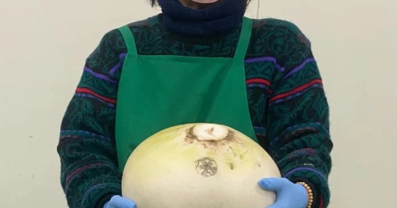 World’s largest type of daikon radish can now be ordered online in ...