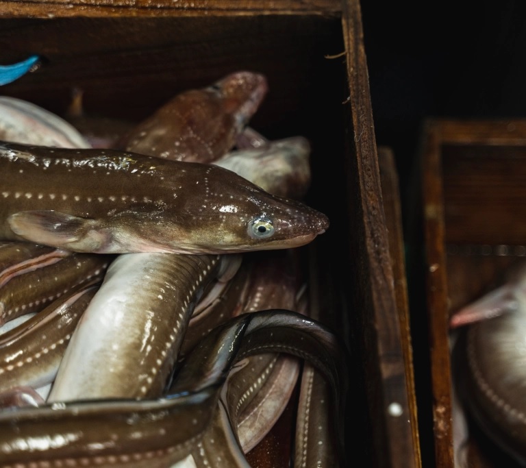 How to pick out the best anago eel and other things we learned at the ...