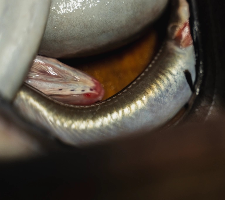 How to pick out the best anago eel and other things we learned at the ...