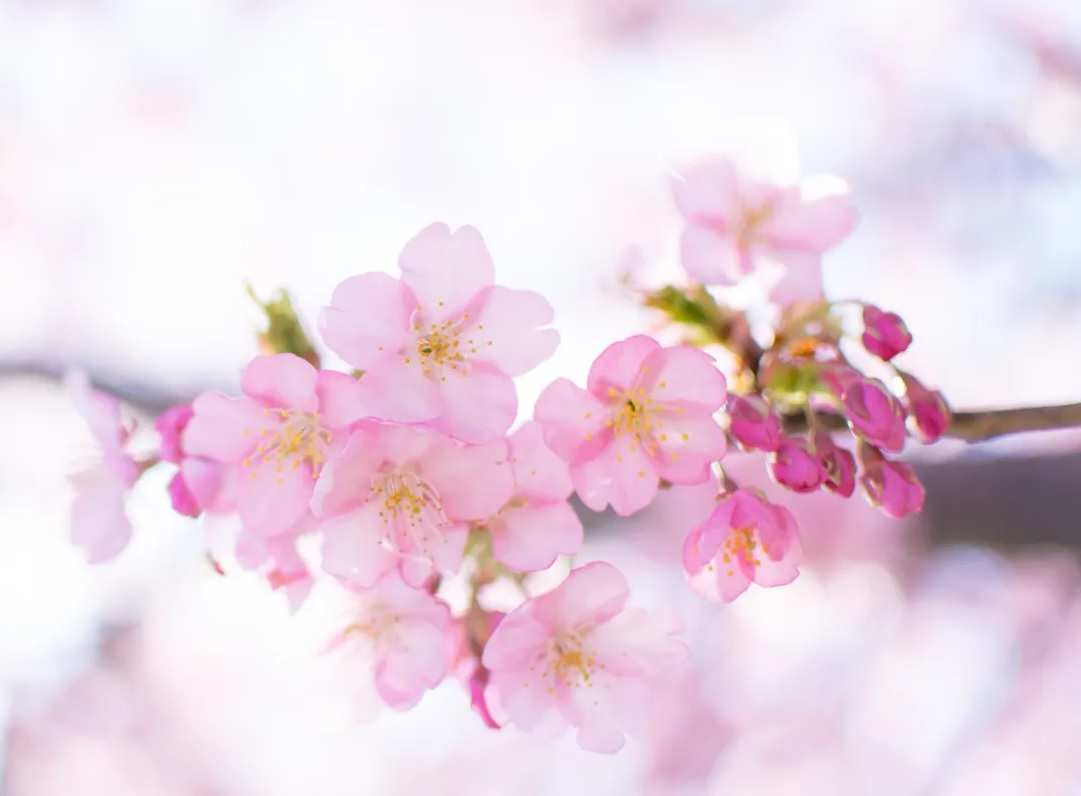 Japan’s cherry blossom forecast for 2023 is here! Tokyo among cities to ...