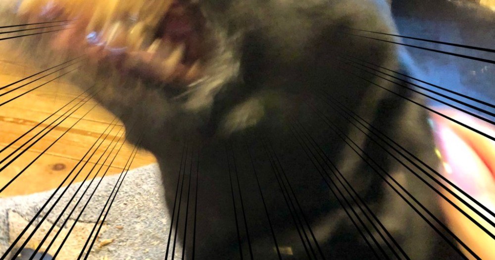 14,000 yen worth of dog toys and more for just 2,023 yen! Look inside ...