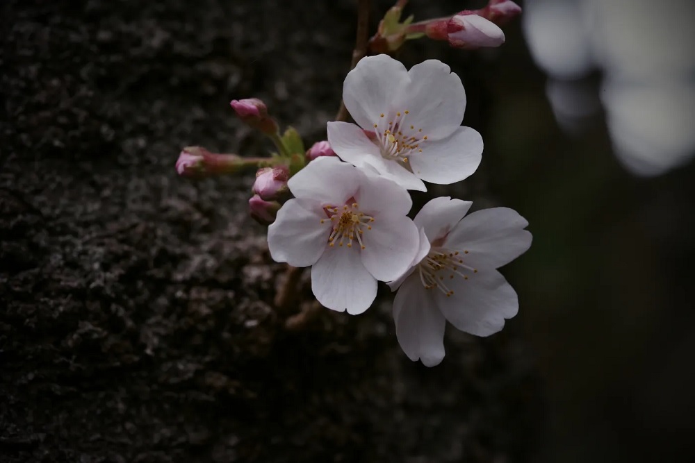 Speedy sakura?!? Revised cherry blossom forecast for Japan says flowers ...