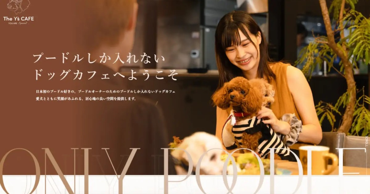 Japanese dog café in Nagoya aims to create community among toy poodle ...
