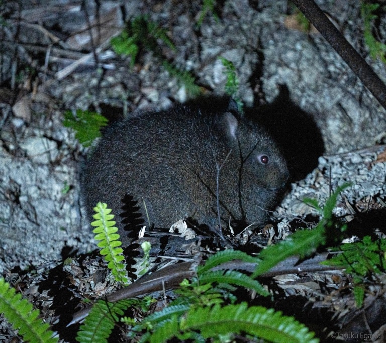 Off the beaten Japan travel path in Amami Oshima’s mangrove forests ...