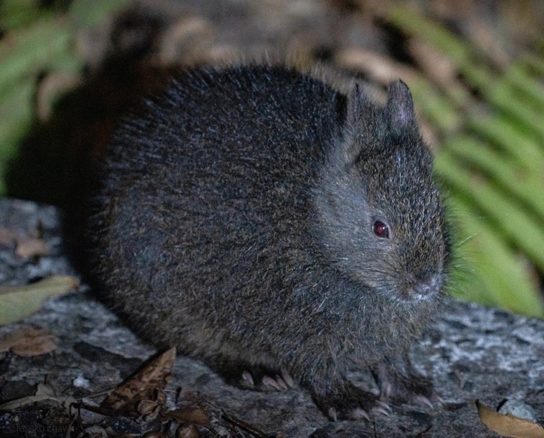 Off the beaten Japan travel path in Amami Oshima’s mangrove forests ...