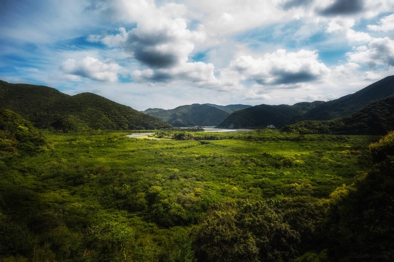 Off the beaten Japan travel path in Amami Oshima’s mangrove forests ...