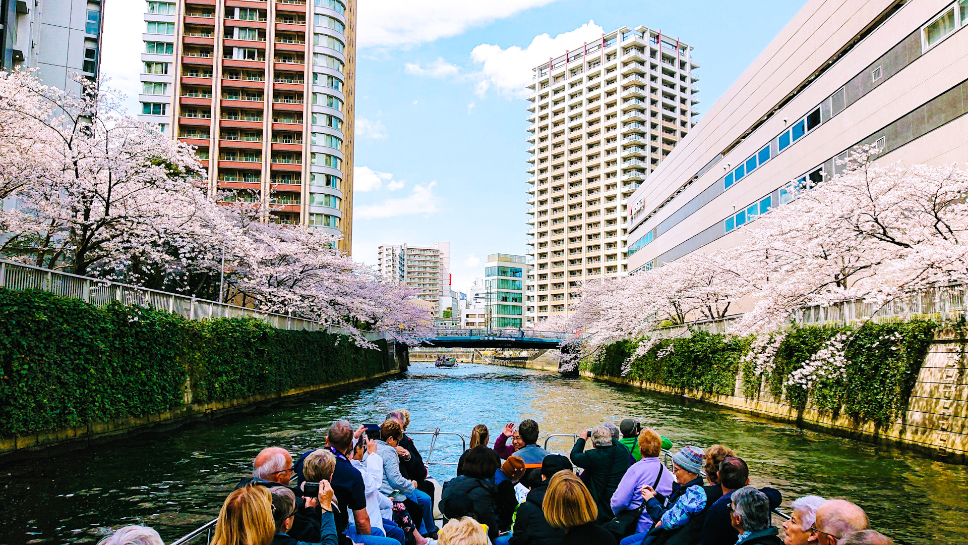 Skip the crowds at Tokyo’s most popular cherry blossom spot with Meguro ...