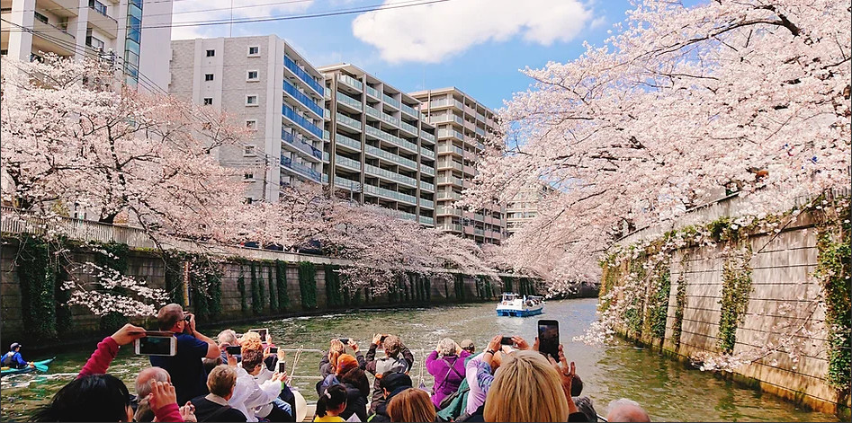Skip the crowds at Tokyo’s most popular cherry blossom spot with Meguro ...