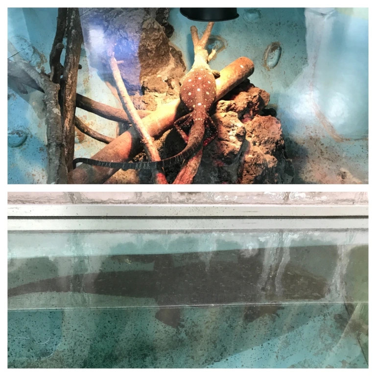 Visiting the Japan Snake Center, the Gunma zoo dedicated entirely to ...