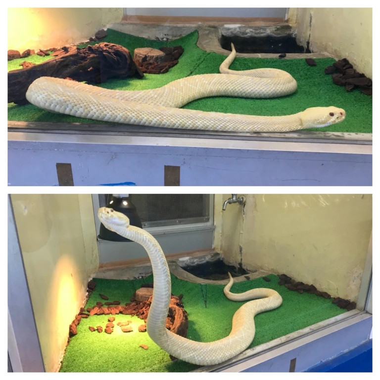 Visiting the Japan Snake Center, the Gunma zoo dedicated entirely to ...