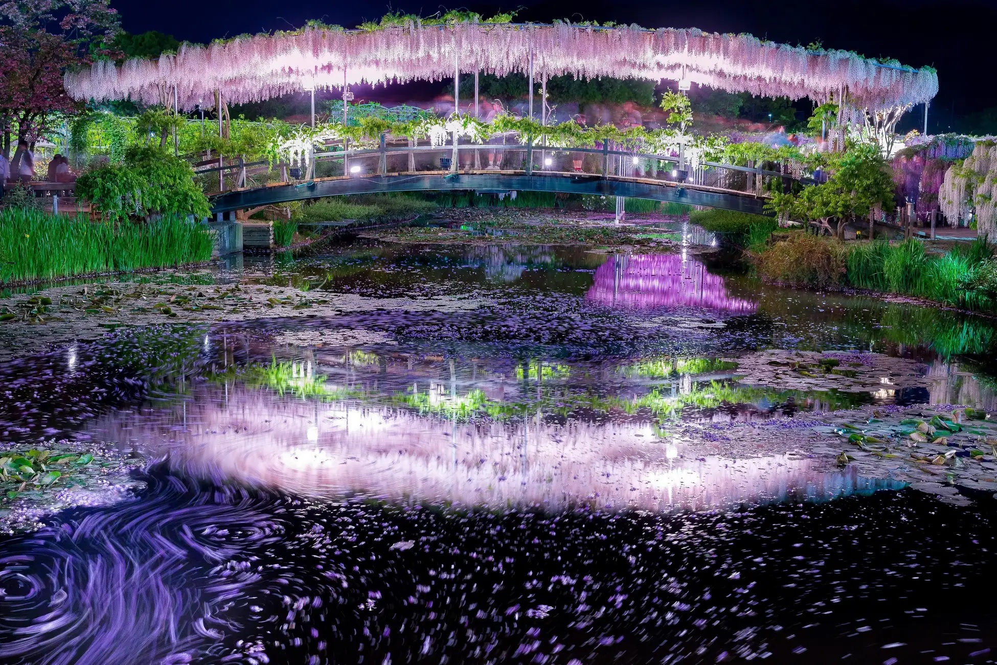 Japan’s other beautiful fuji, wisteria, are about to turn Ashikaga ...