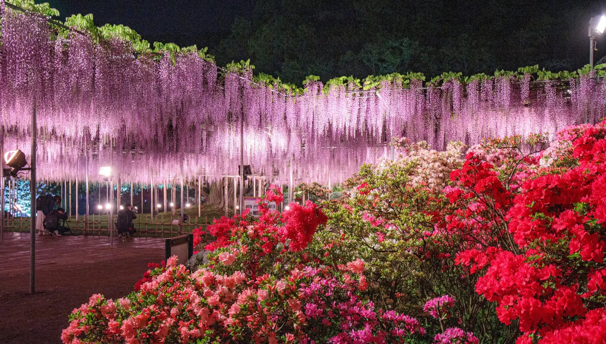 Japan’s other beautiful fuji, wisteria, are about to turn Ashikaga ...