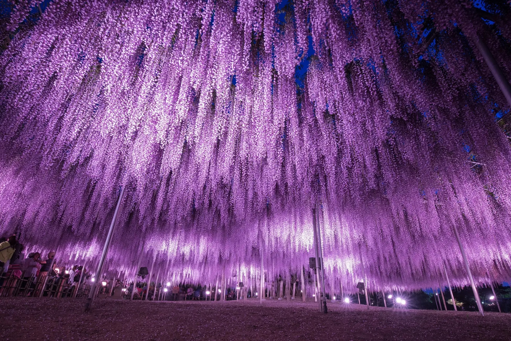 Japan’s other beautiful fuji, wisteria, are about to turn Ashikaga ...