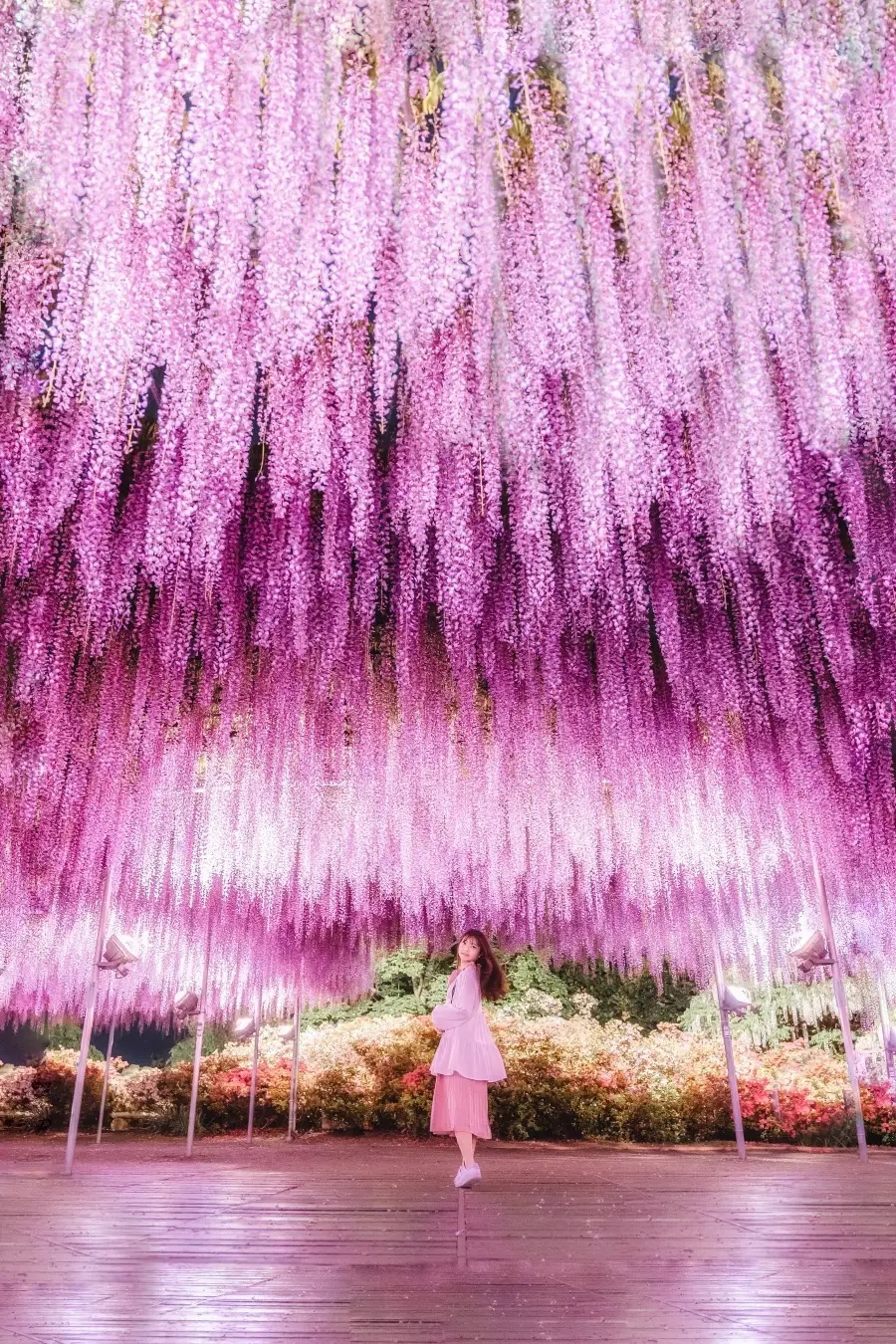 Japan’s other beautiful fuji, wisteria, are about to turn Ashikaga ...