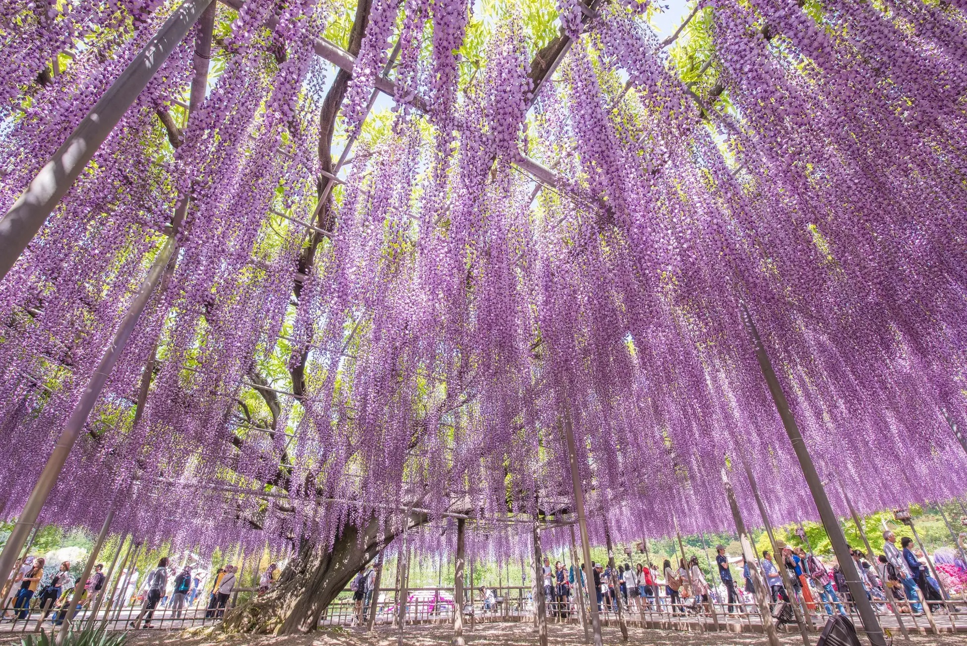 Japan’s other beautiful fuji, wisteria, are about to turn Ashikaga ...