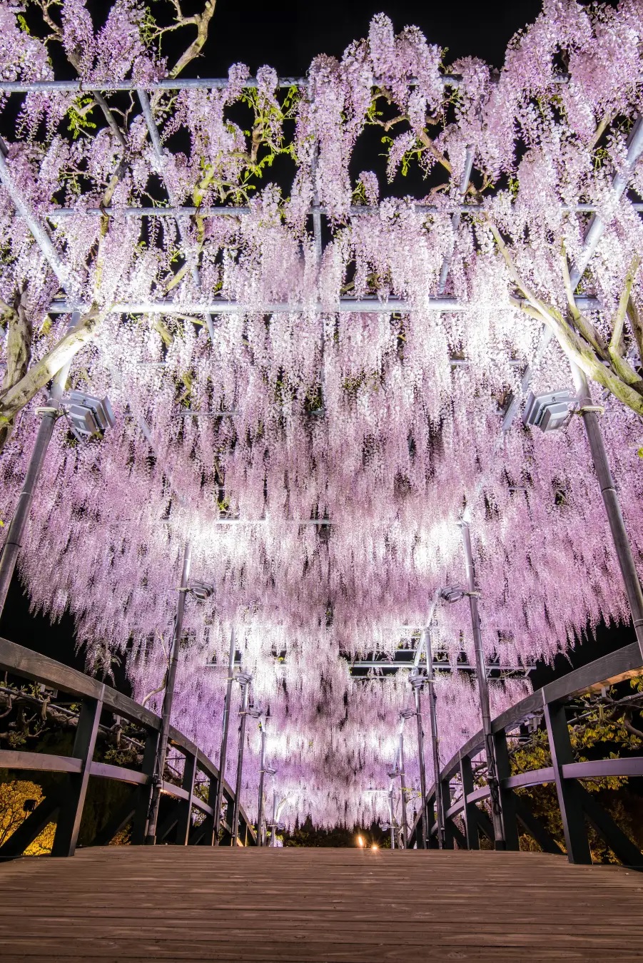 Japan’s other beautiful fuji, wisteria, are about to turn Ashikaga ...