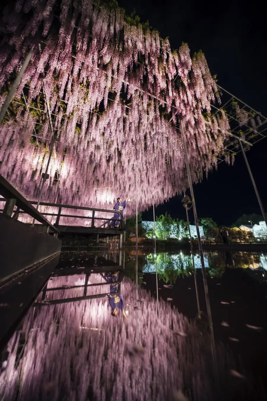 Japan’s other beautiful fuji, wisteria, are about to turn Ashikaga ...