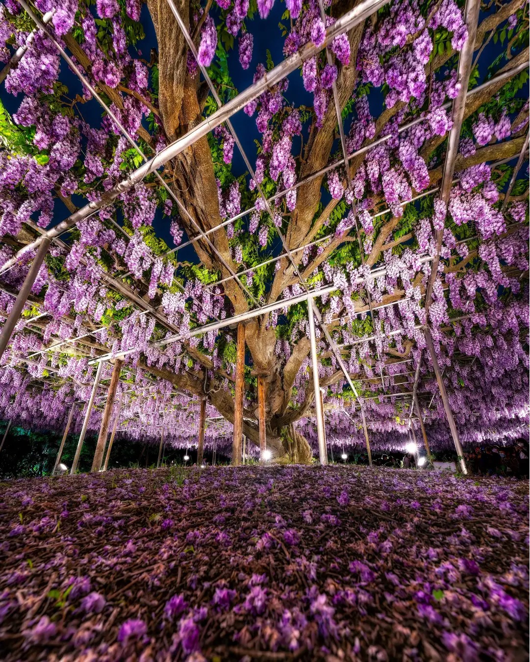 Japan’s other beautiful fuji, wisteria, are about to turn Ashikaga ...
