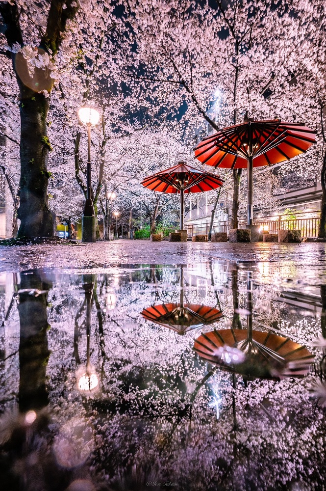 Rainy day in Kyoto creates amazing photo of sakura above, below, and ...