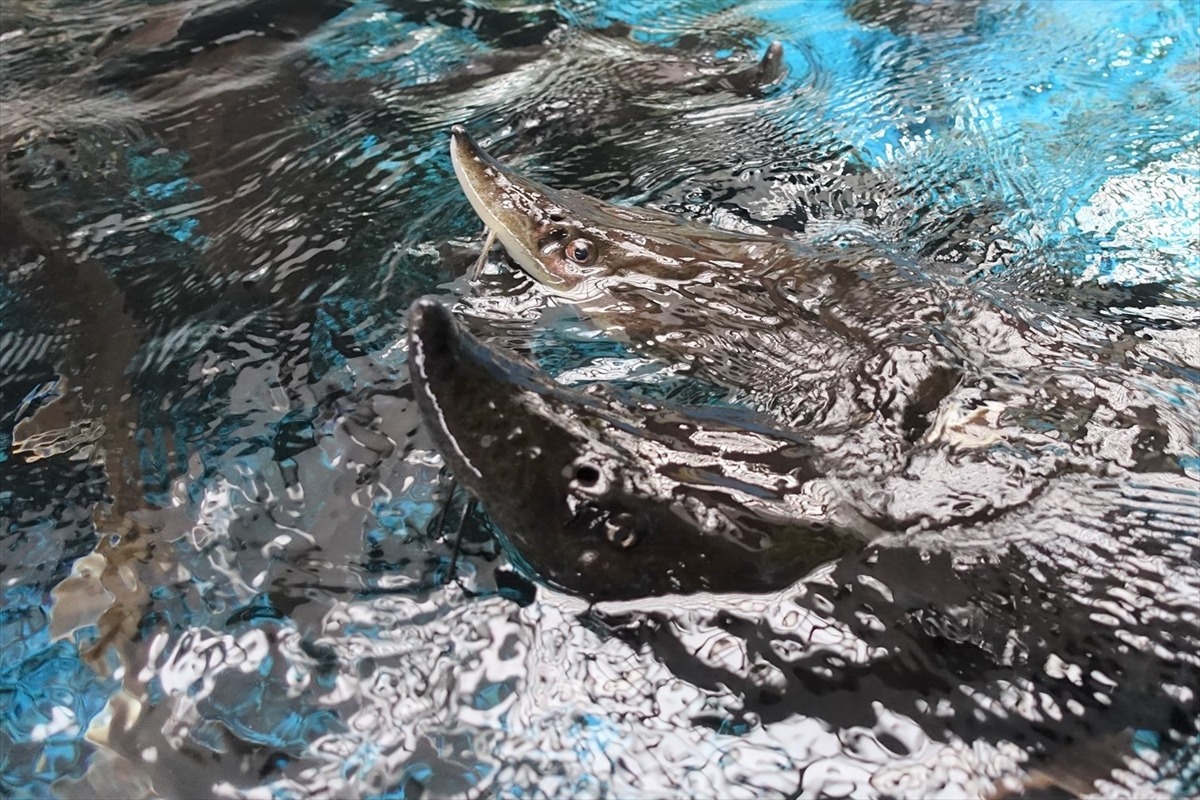 We try the bizarre ‘Get Your Finger Chomped By A Sturgeon’ experience ...