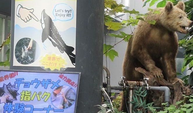 We try the bizarre ‘Get Your Finger Chomped By A Sturgeon’ experience ...