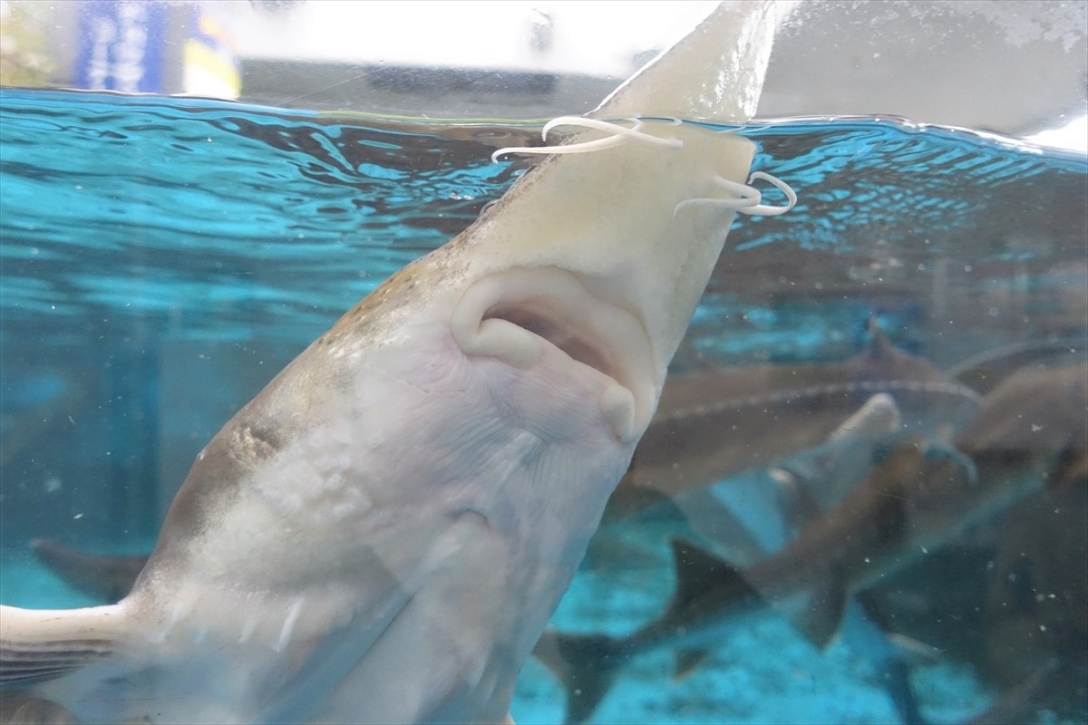 We try the bizarre ‘Get Your Finger Chomped By A Sturgeon’ experience ...