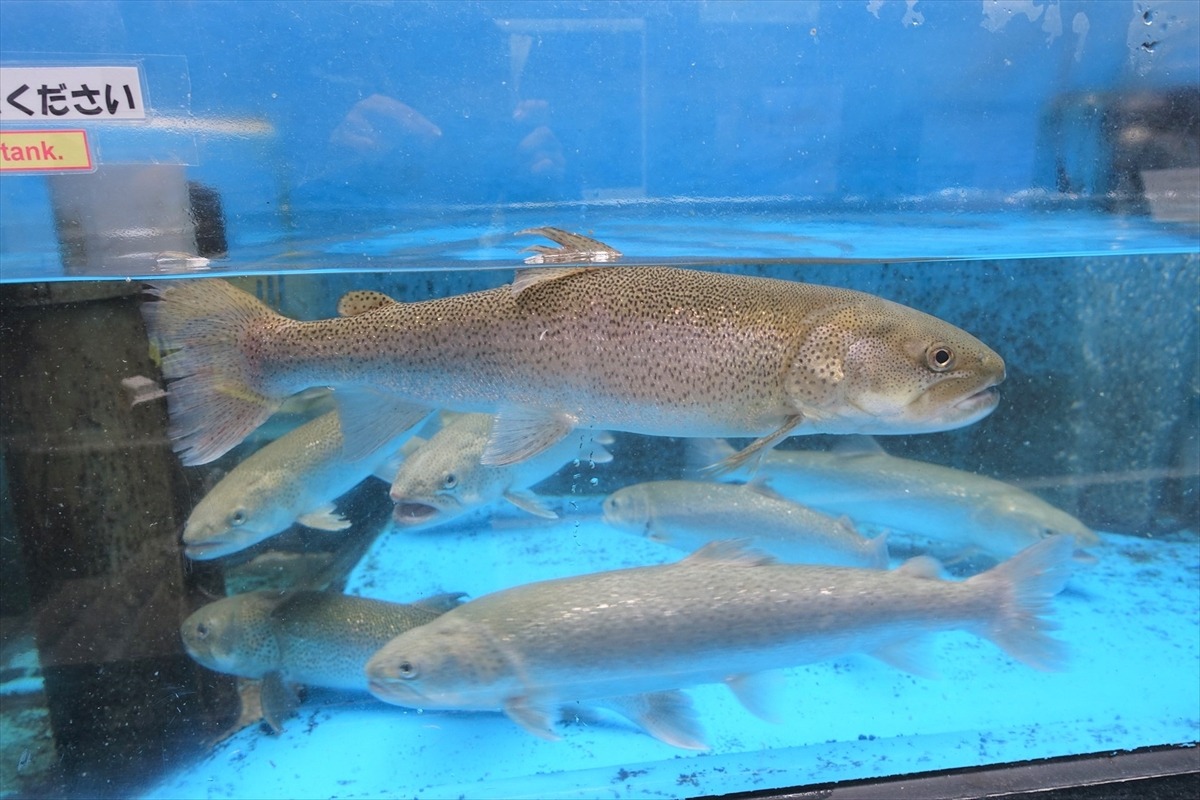 We try the bizarre ‘Get Your Finger Chomped By A Sturgeon’ experience ...