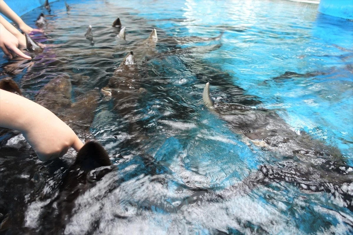 We try the bizarre ‘Get Your Finger Chomped By A Sturgeon’ experience ...