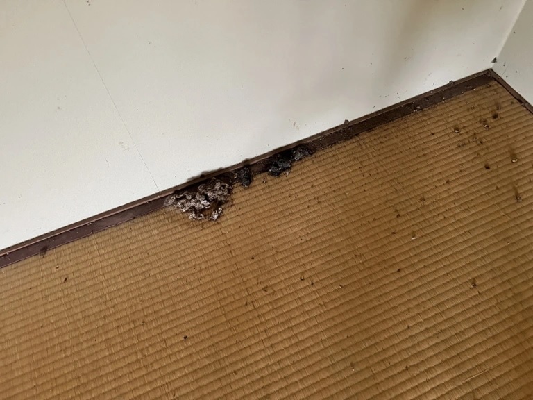 Turning a crazy cheap country Japanese house into a home Season 2: So ...