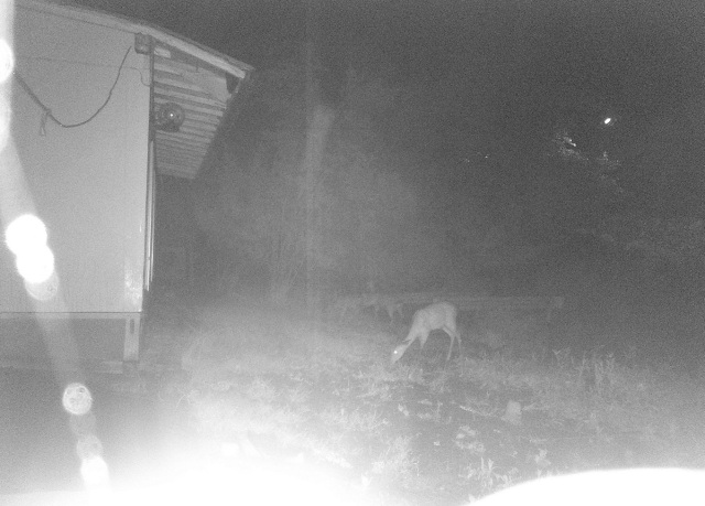 We have some welcome and not-so-welcome visitors at our cheap house in ...