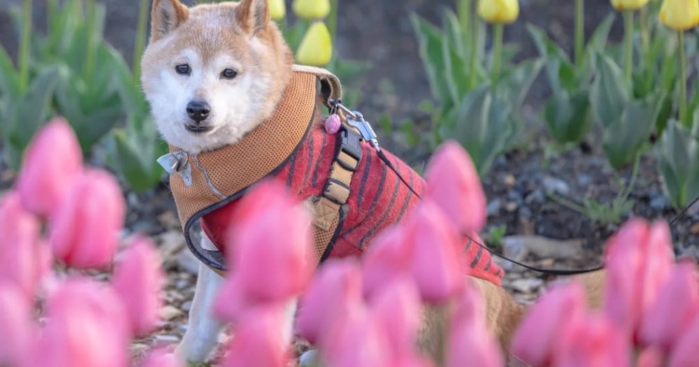 Man arrested for throwing dog at police officer in Japan | SoraNews24 ...