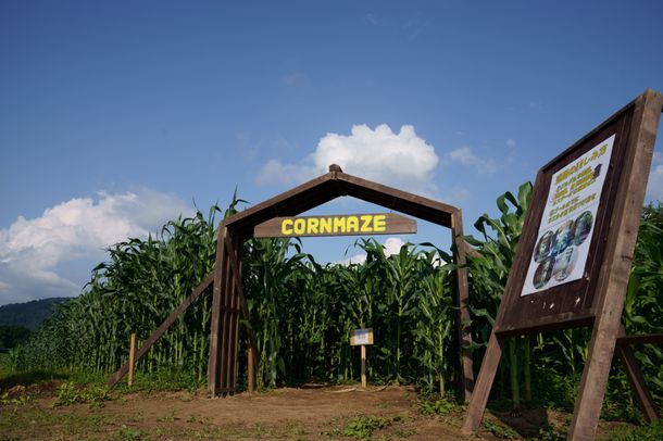 Japanese countryside town makes giant corn maze full of oni for summer ...