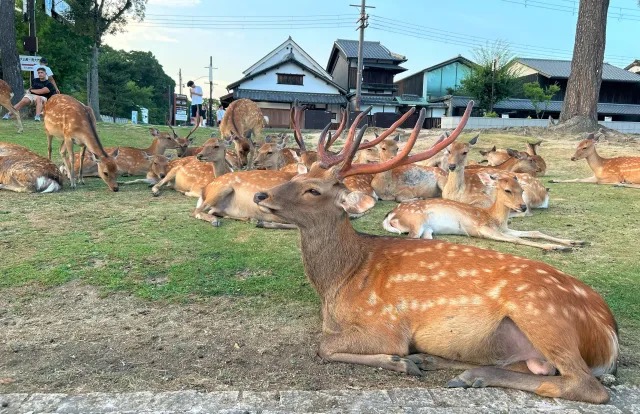 Nara deer shikadamari phenomenon continues to baffle visitors at Nara ...