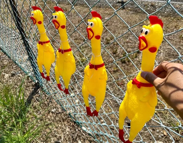 Tag: rubber chicken | SoraNews24 —Japan News—