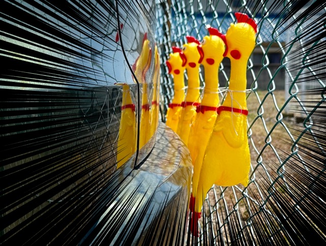 We try the viral screaming rubber chicken car park hack in Japan ...