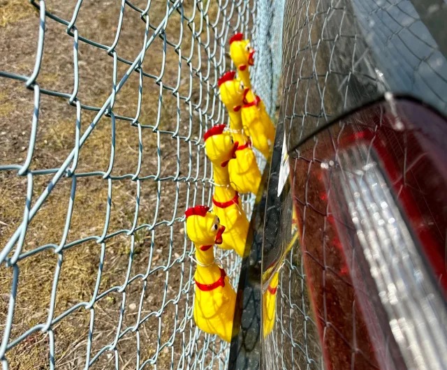 We try the viral screaming rubber chicken car park hack in Japan ...