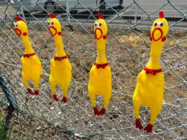 We try the viral screaming rubber chicken car park hack in Japan ...