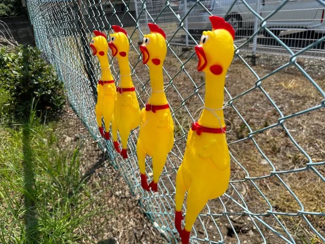 We try the viral screaming rubber chicken car park hack in Japan ...