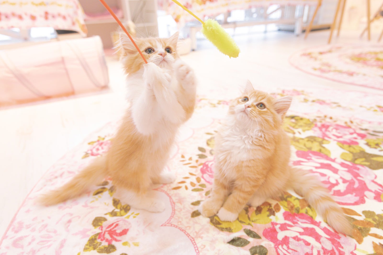 Japan has a cat aptitude test to show off how much you know about our ...