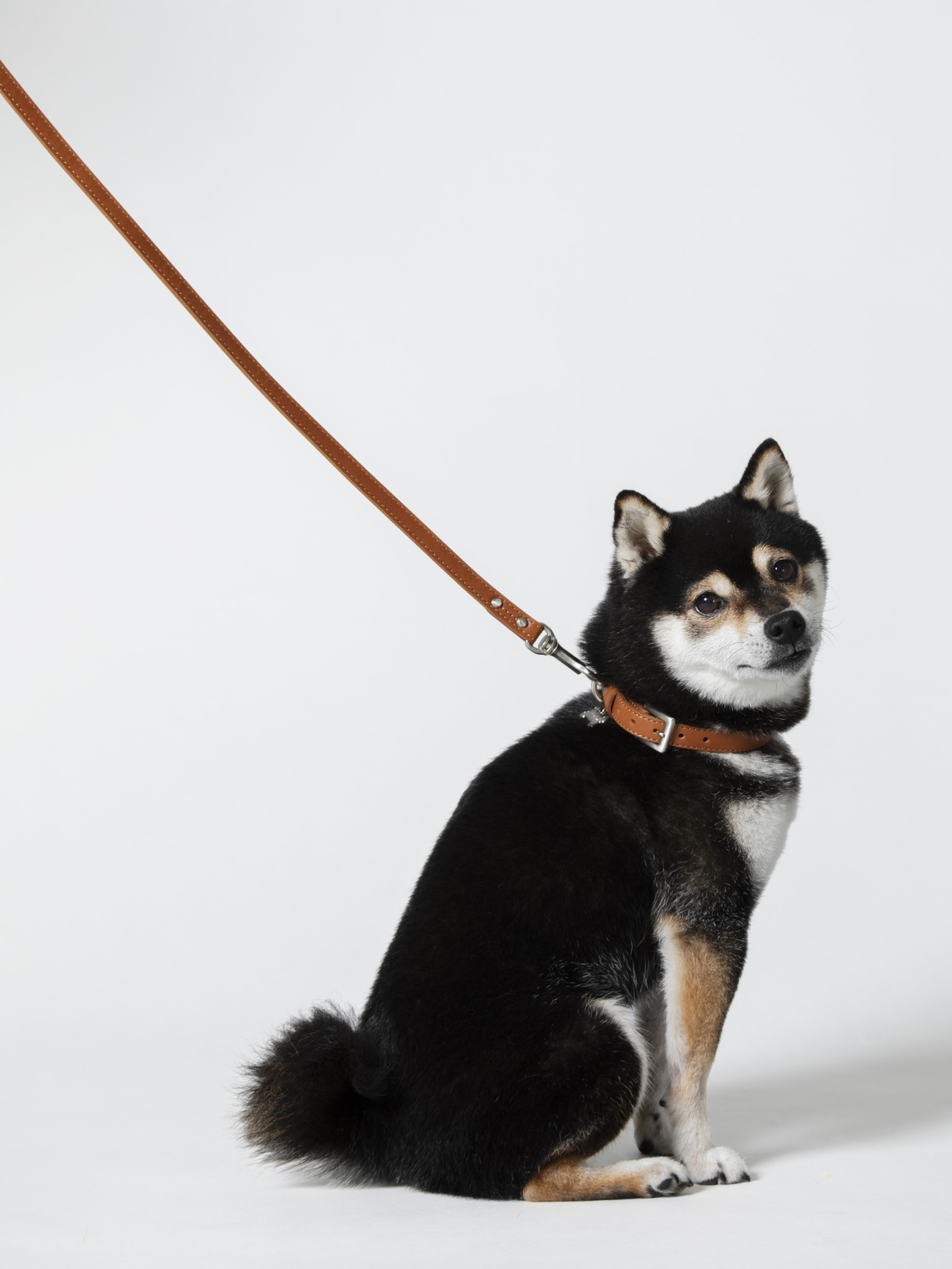 Let your dog carry its own poop around with new Japanese randoseru ...