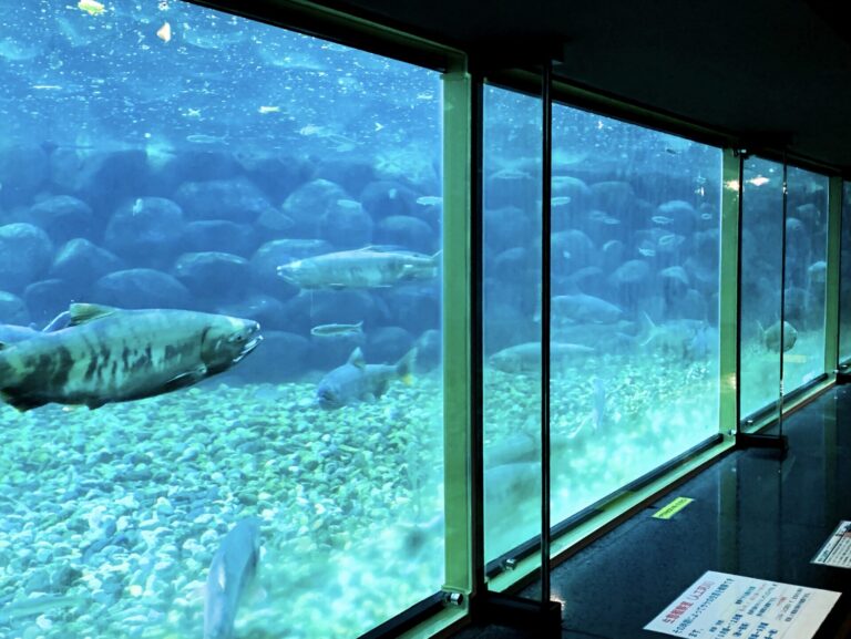 Japanese museum dedicated to salmon have no live salmon on display this ...