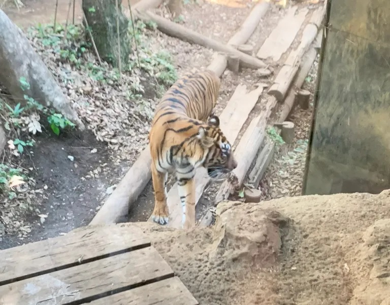 Visiting Ueno Zoo for the first time as an adult shows our reporter the ...