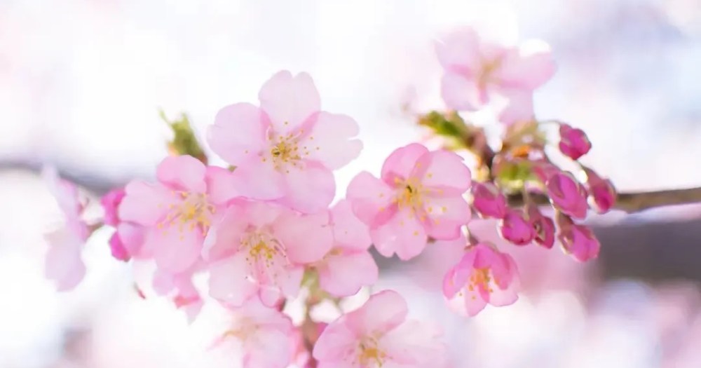 Sakura season officially begins in Tokyo, latest start date in 10 years ...