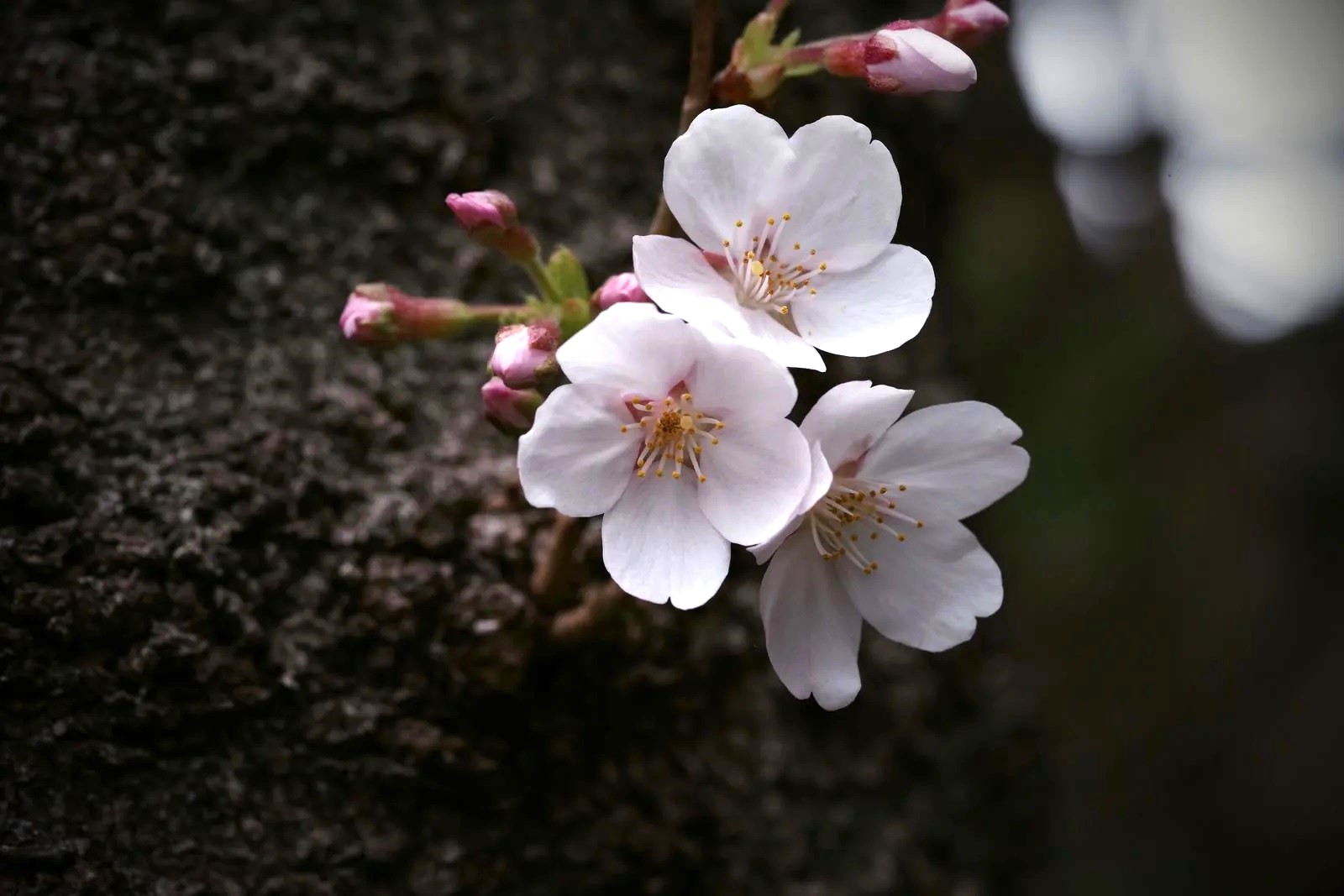 Solo cherry blossom viewing — 30 percent of young men in survey plan to ...