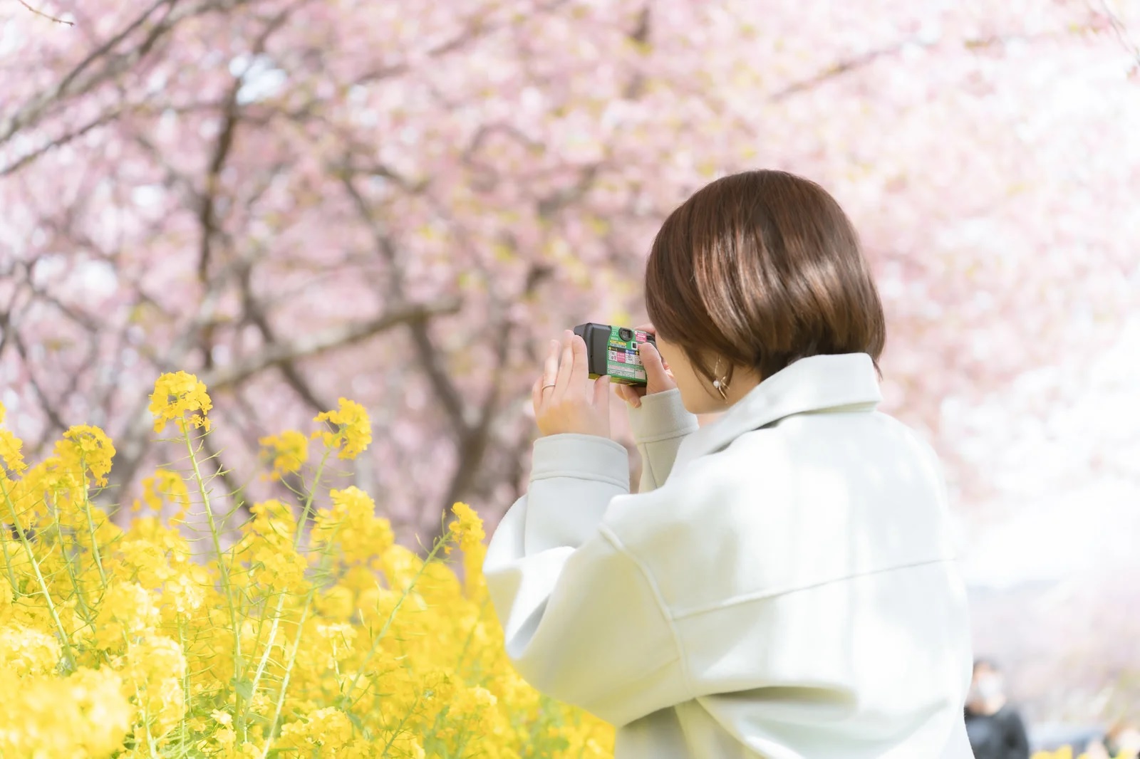 Solo cherry blossom viewing — 30 percent of young men in survey plan to ...